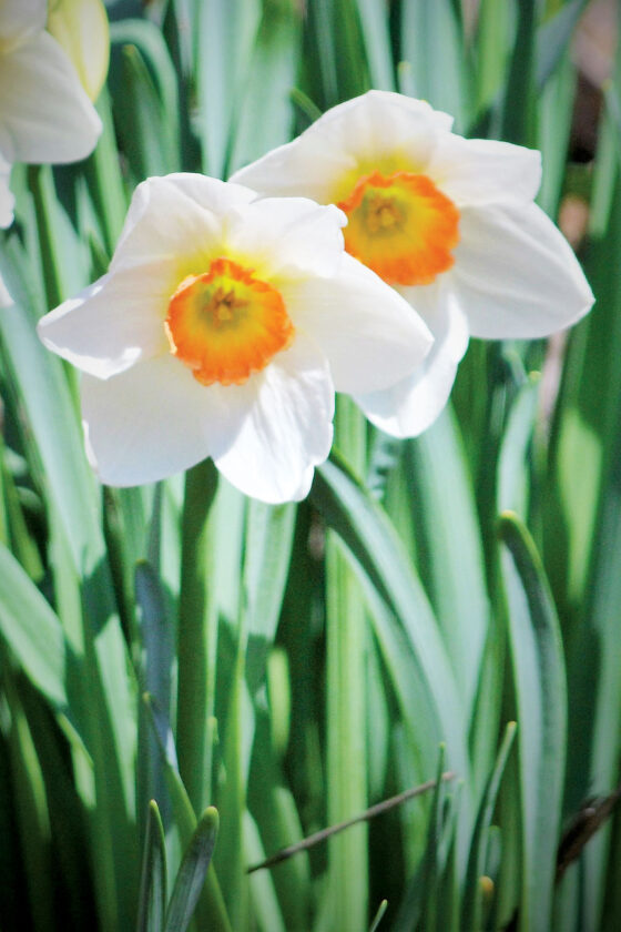 Picture This: Springing to Life | News, Sports, Jobs - News and Sentinel